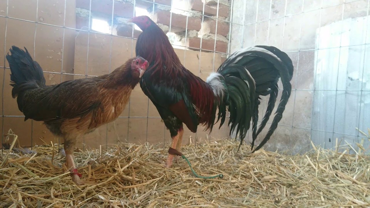 Kelso Cardenal Hatch Village HD 1080 30fps - YouTube