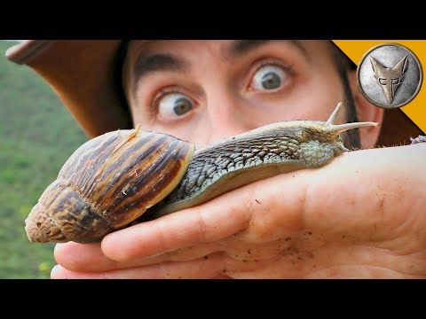 SUPER-SIZED SNAIL!