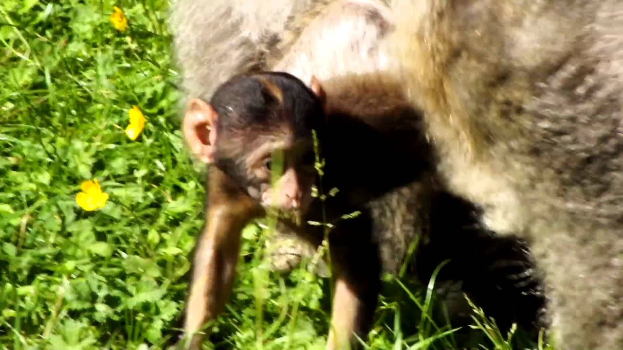 Trentham Monkey Forest - Baby Cam: Week 7 - YouTube