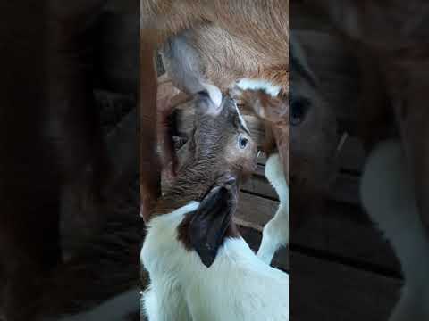 BABY GOAT MILKING