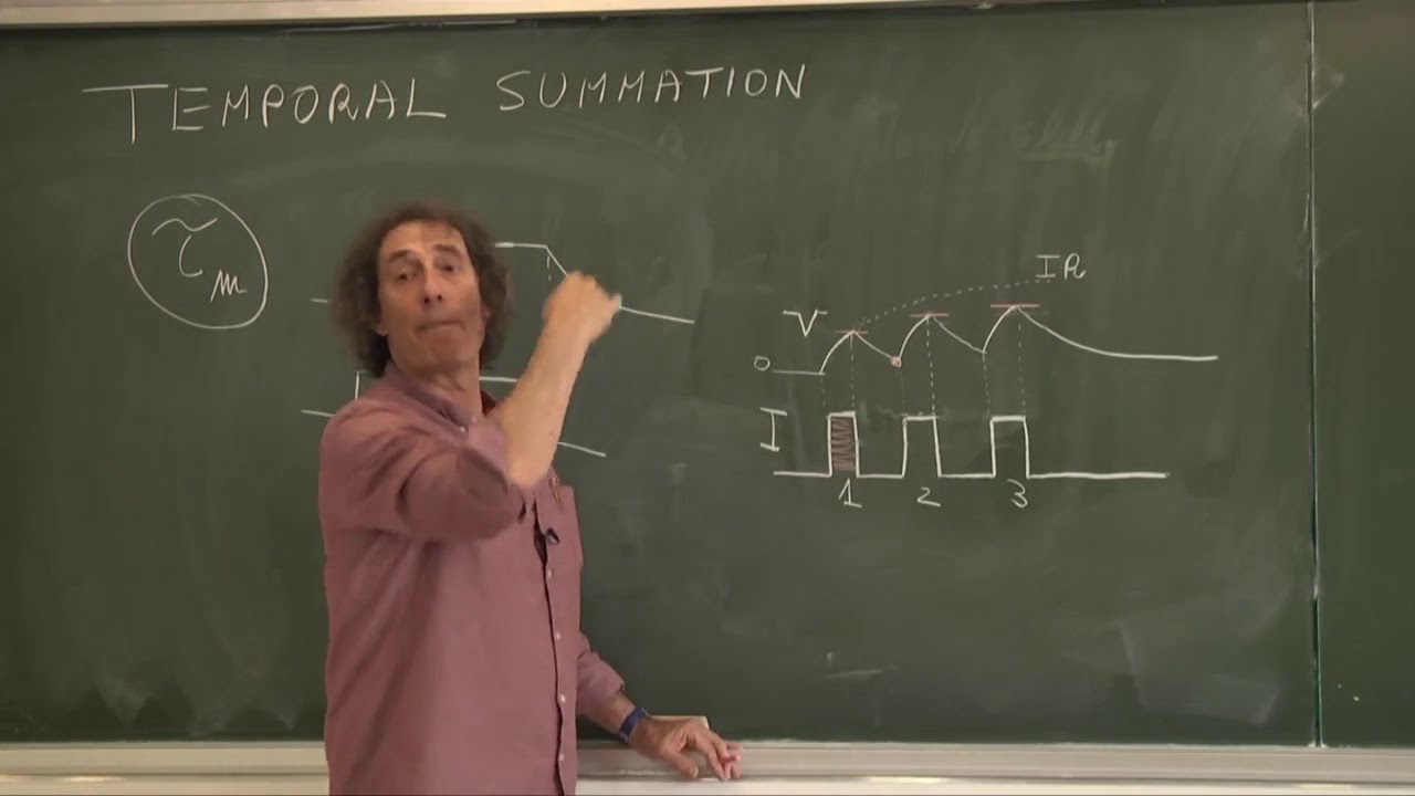 Temporal Summation - Synapses, Neurons and Brains - YouTube
