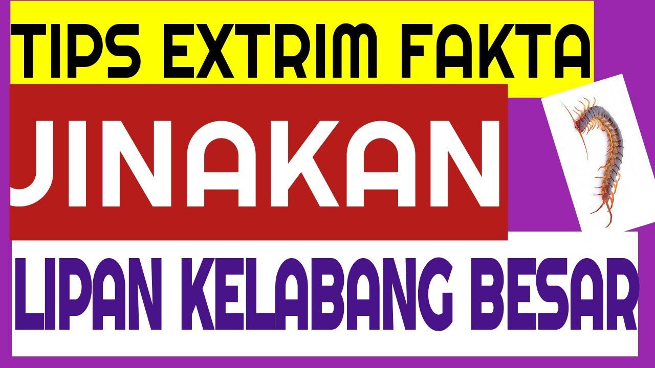 KETEMU LIPAN || KELABANG BESAR || TIPS EXTRIM FAKTA - YouTube