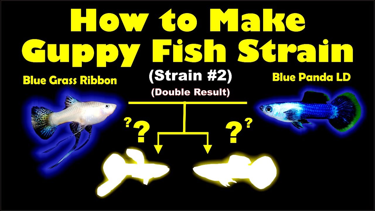 How to Make Guppy Fish Strain! - YouTube