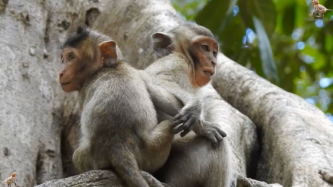 Three Baby Monkeys Crying, Looking Their Mommy On Beautiful Tree Daily ...