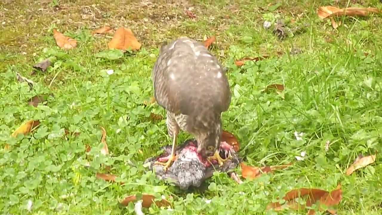 Hawk eating bird in garden - YouTube