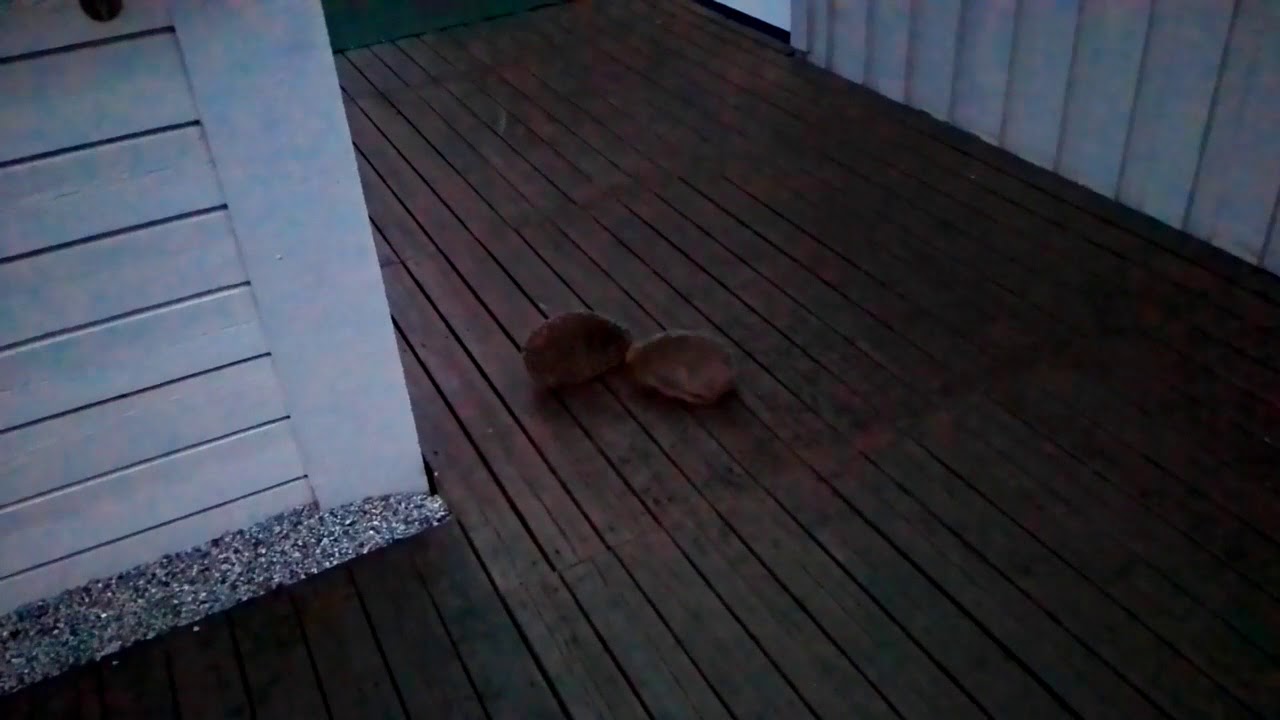 Hedgehog huffing 3. februar 2018 - YouTube