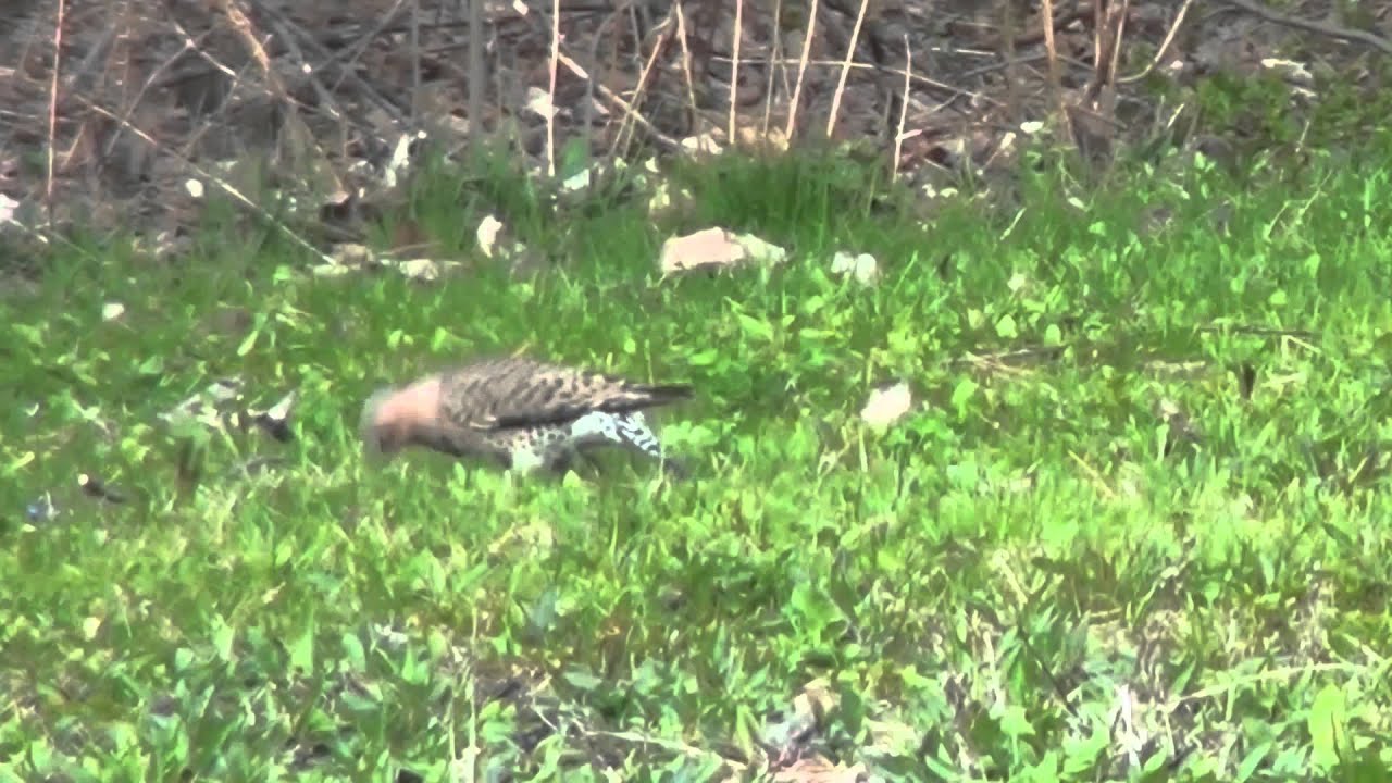 Wild Bird - Northern Flicker - Eating Ants - Vermont - YouTube