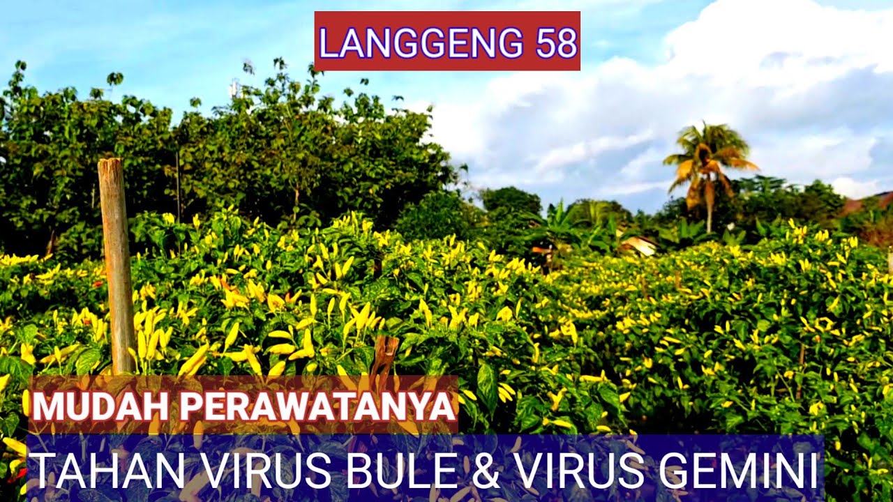 TANAMAN CABE LANGGENG 58 LEBIH TAHAN BULE DAN VIRUS GEMINI - YouTube