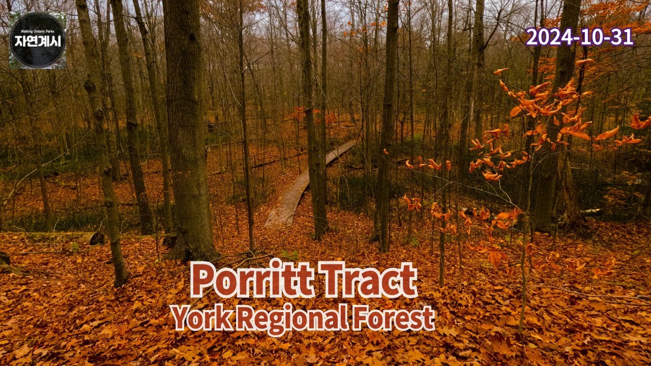 Porritt Tract York Regional Forest [2024.10.31] @walkingontarioparks ...
