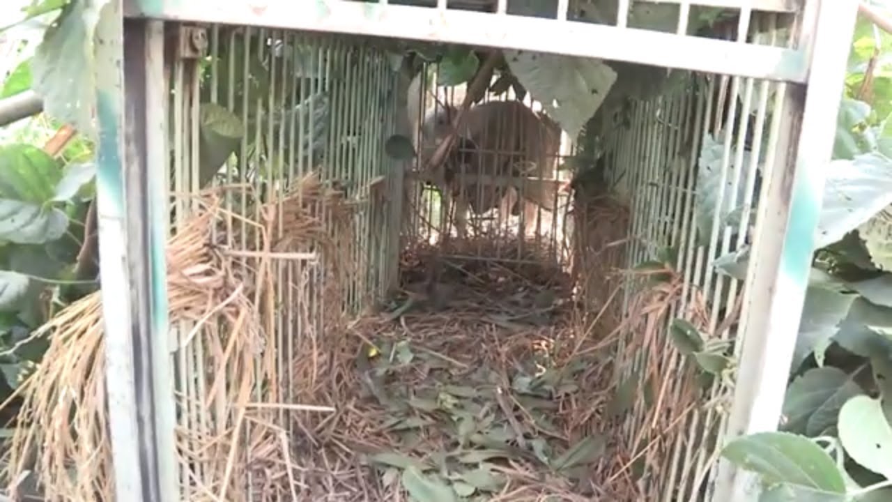 Creative Man Make Best Tiger Trap Using video - Bamboo Amazing Tiger Trap, video the thaat - YouTube