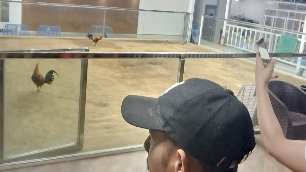 gamefowl bloodlines #chicken Subscribe Thank you - YouTube