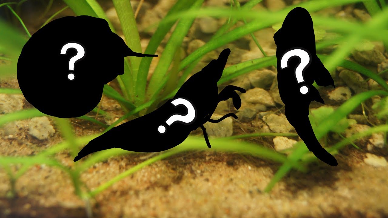 3 Clean-Up Crew Members You Need! - YouTube