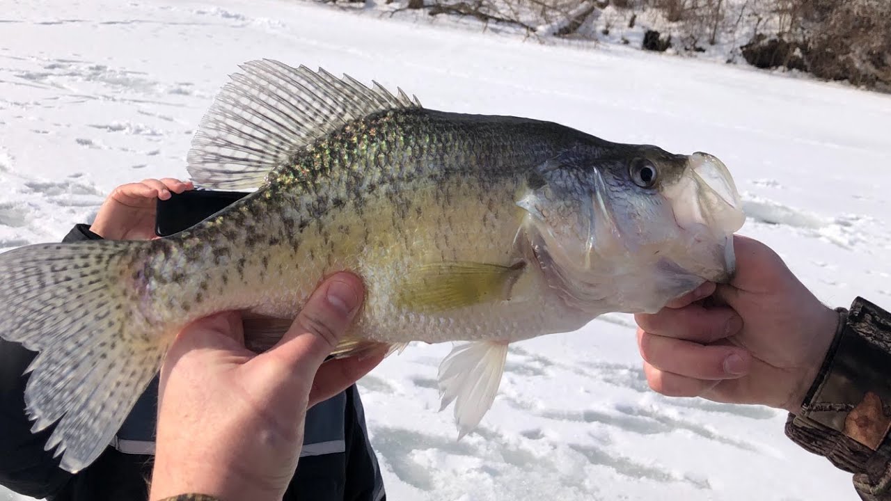 Master Angler Crappie's - Rod Rippers - YouTube