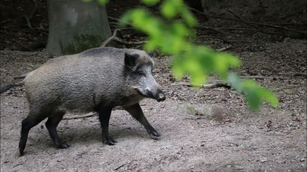 Obora Svatý Linhart Karlovy Vary 2.9.2022 - YouTube