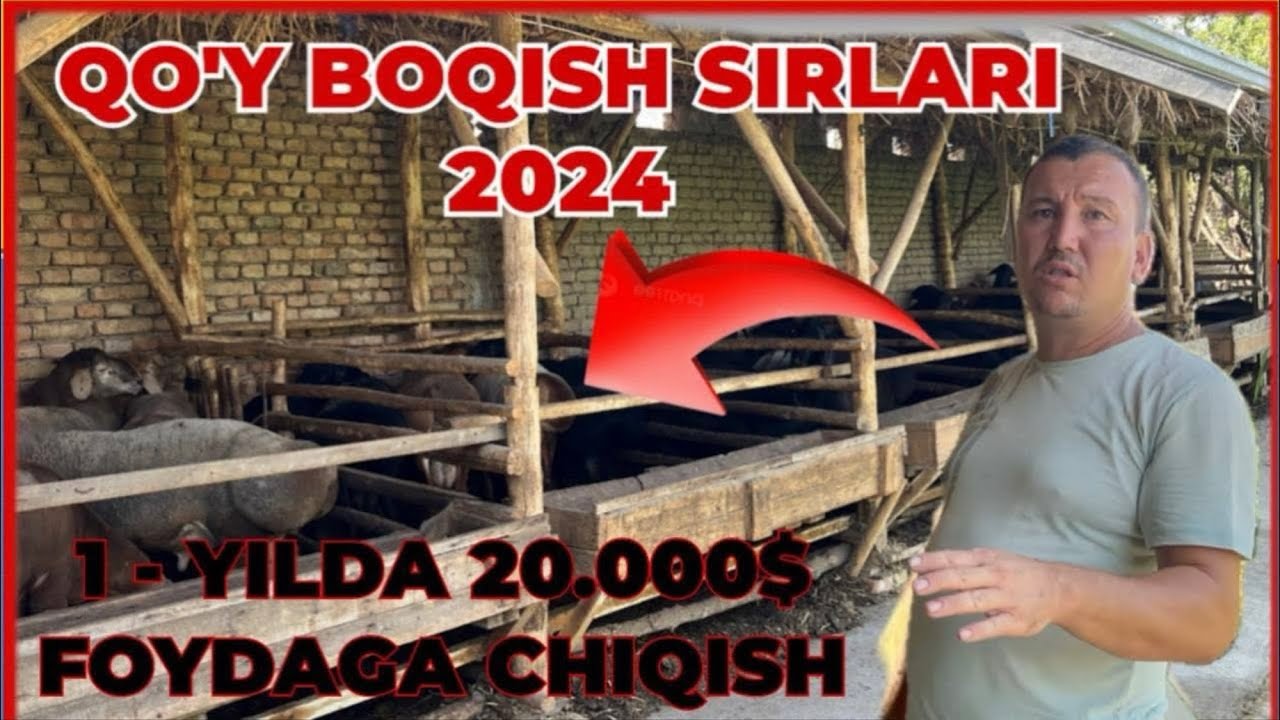 🔥💁Qoy boqish sirlari yiliga 20.000$ foyda qilish batafsil video ...