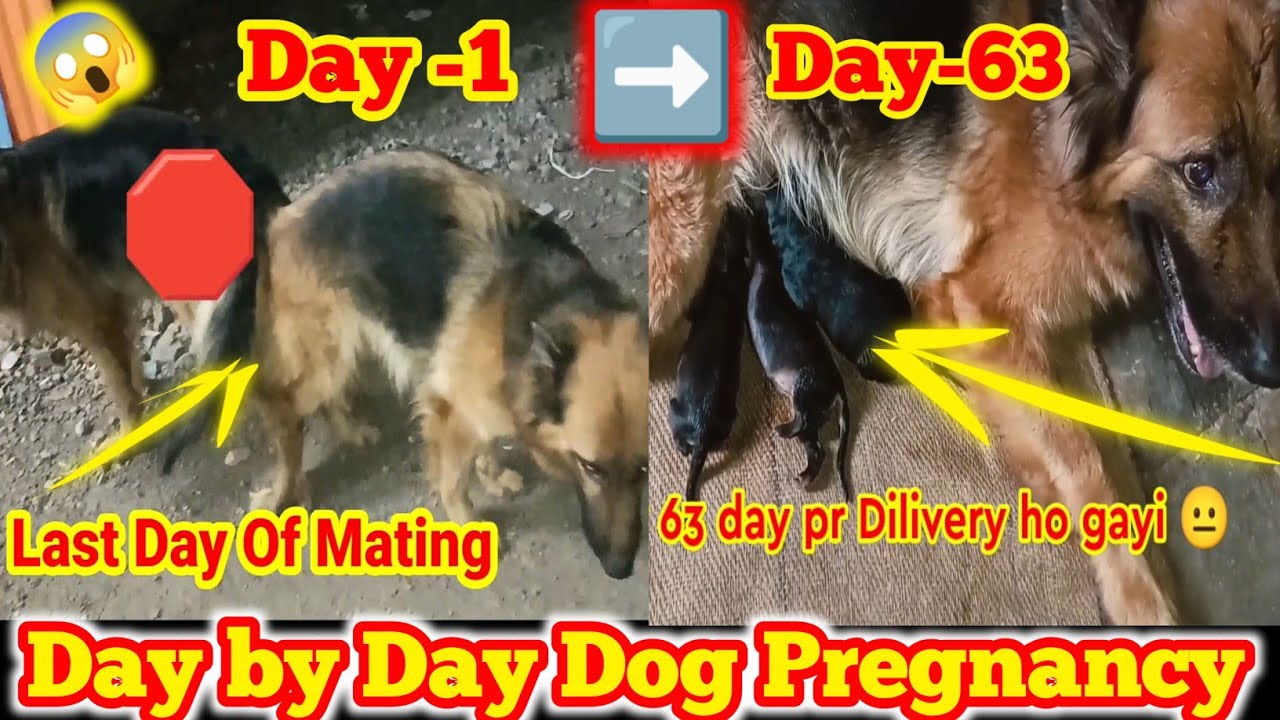 day 1 to day 63 dog pregnancy 🥺 l dog pregnancy day by day l dog ...