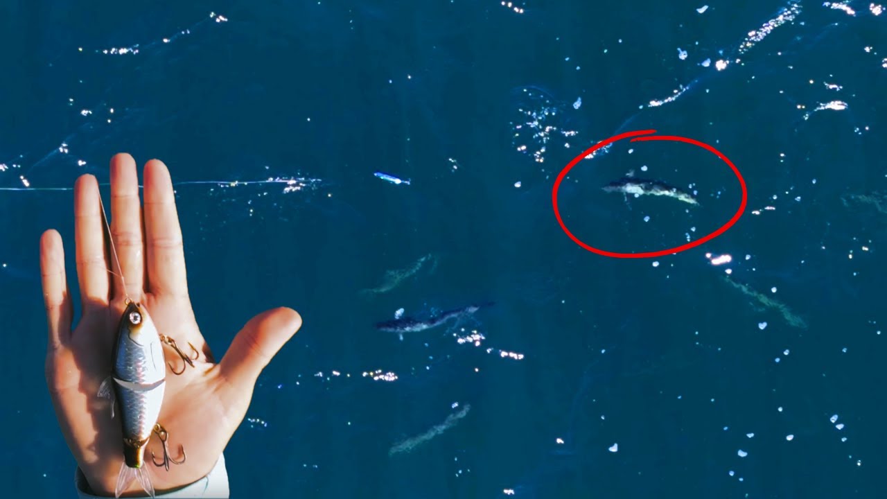 Mackerel Fishing With a Bass Lure? Reef Fishing for Pelagics - YouTube