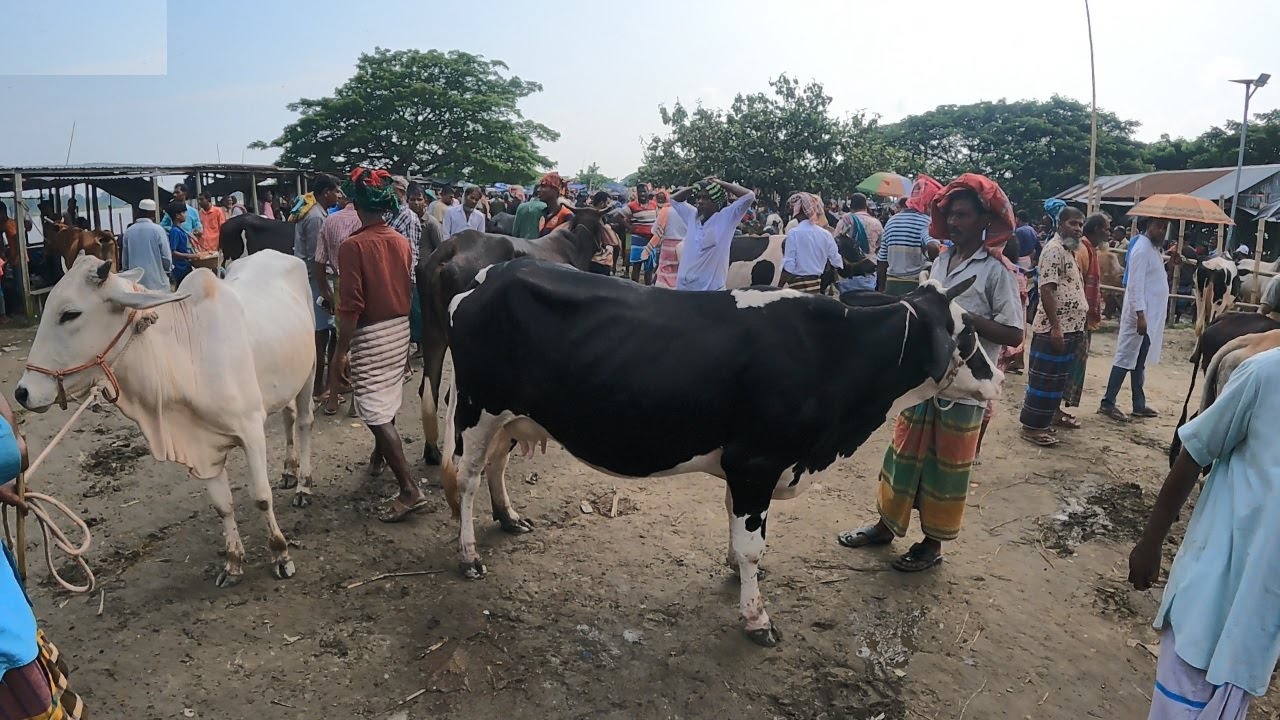 Cow video, Cow Videos, Bachur chara milk cow, Very popular village ...