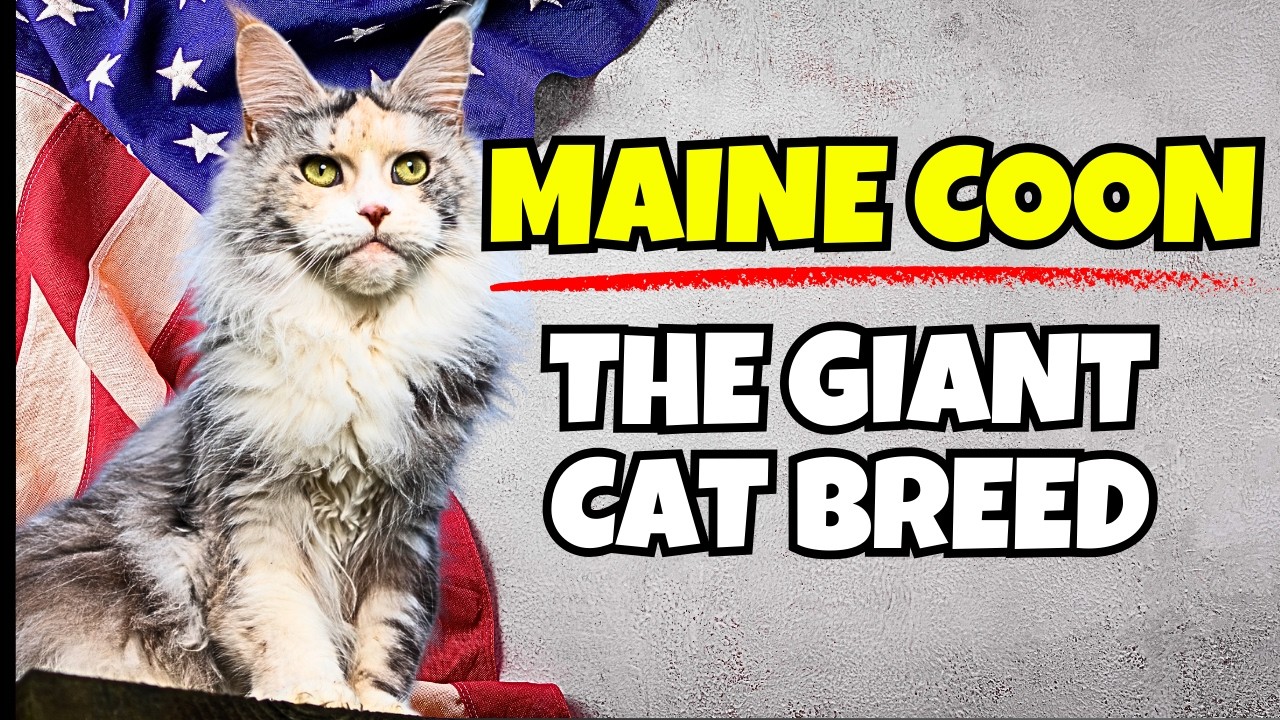 Meet The Magical Maine Coon - Americas Most MAJESTIC Cat! - YouTube