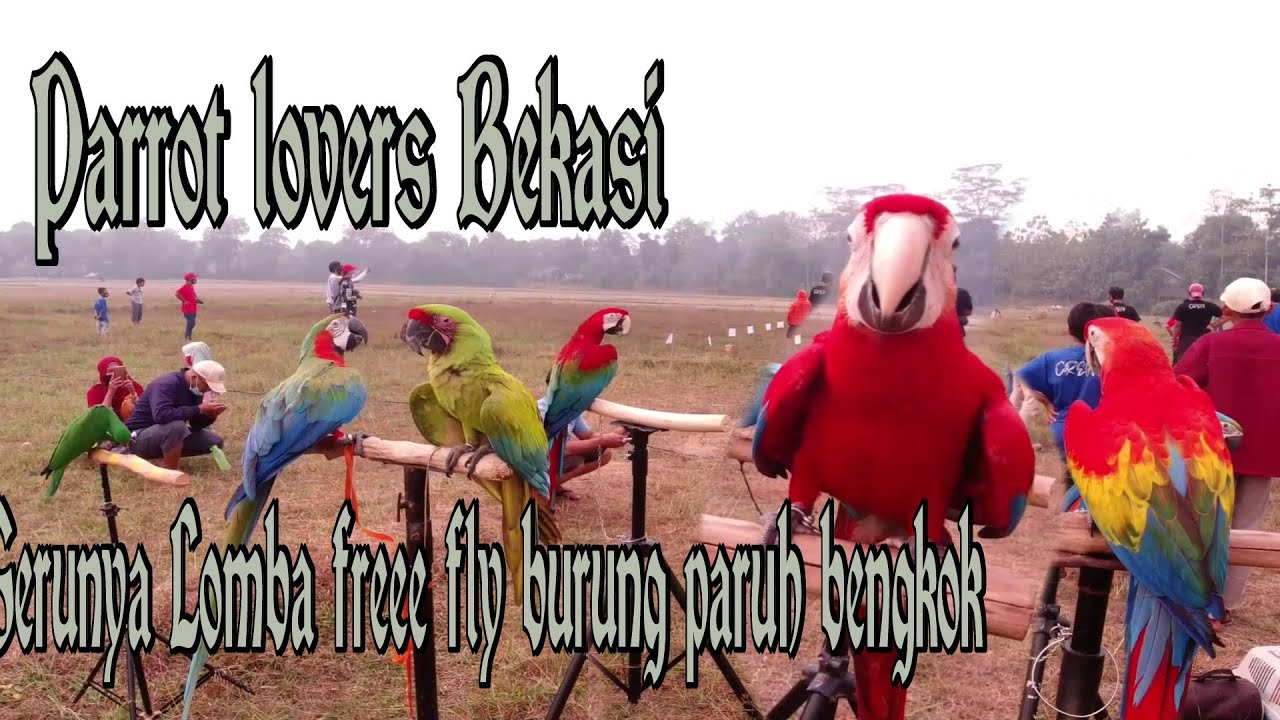 Lomba free fly burung parrot - YouTube