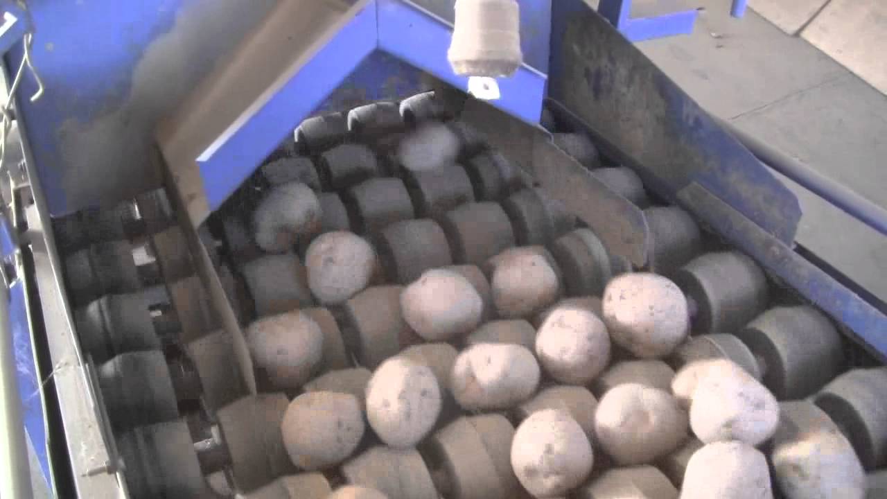 Cutting seed potatoes - YouTube