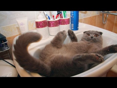 ЛУЧШИЕ ПРИКОЛЫ 2017 | Смешные видео приколы | Смотреть подборку ПРИКОЛОВ