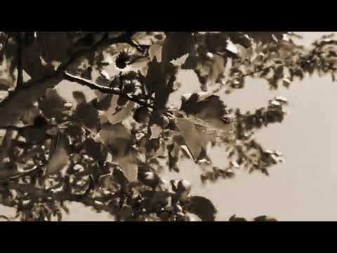 Berivan Kaya - Dut Ağacı (Cover)