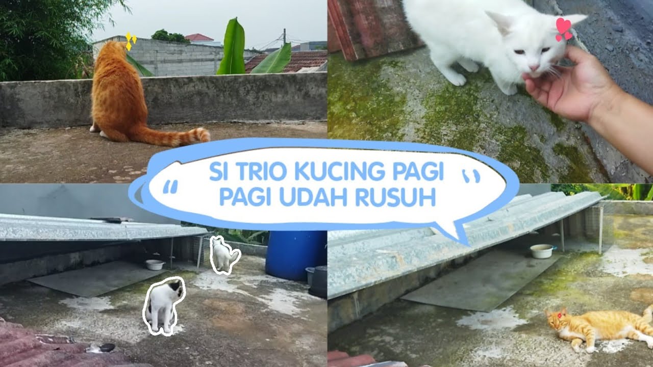 SI TRIO KUCING PAGI PAGI UDAH RUSUH ‼️,SI CHIKO YANG KALEM,PIKO SI PENDIAM DAN LOLI SI NAKAL ...