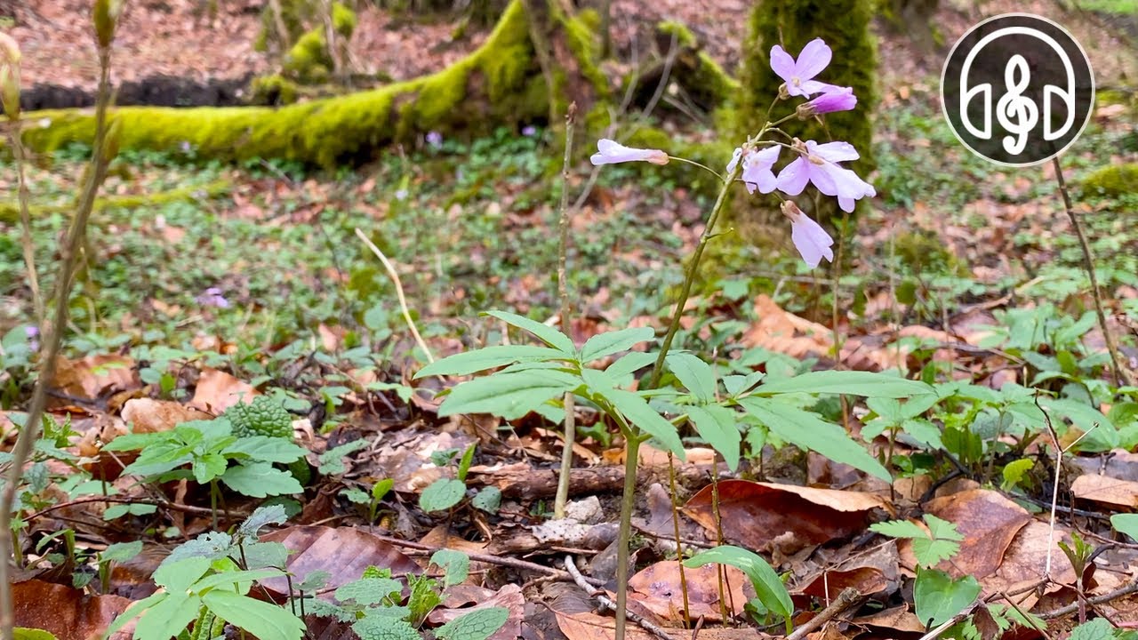 Birdsong in the spring forest. Relaxing sounds of nature. - YouTube