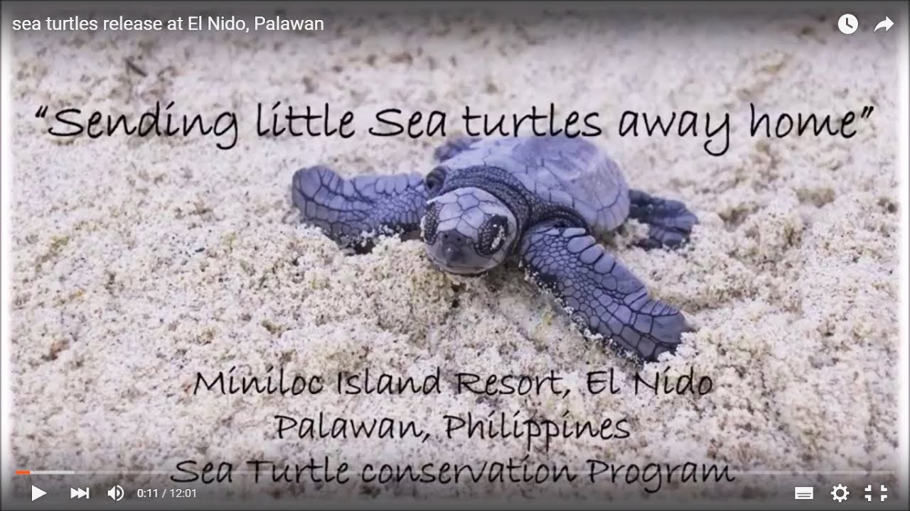 sea turtles release at El Nido, Palawan - YouTube