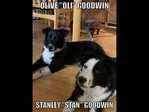JOHN GUMBY GOODWIN - STAN AND OLI - ADOPTION DAY - YouTube