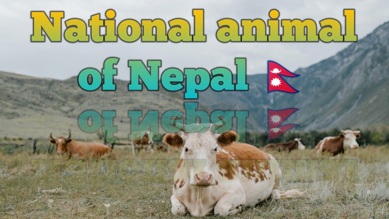National animal of Nepal||Official national animal of Nepal||Nepal🇳🇵 ...