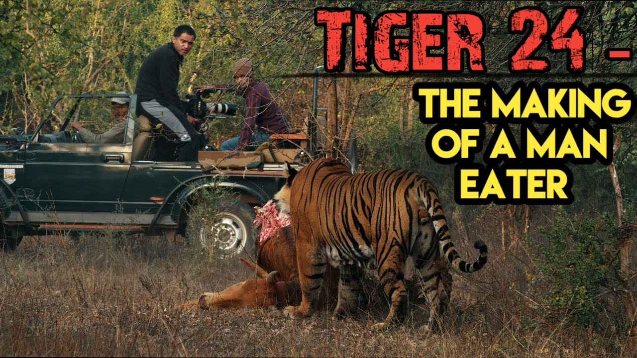 Tiger 24 - From King of Ranthambore to The Biggest Villian of Park ...