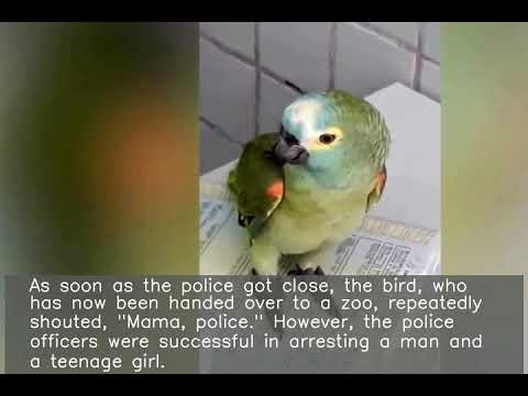 Parrot taken into custody for warning drug dealers of police raid