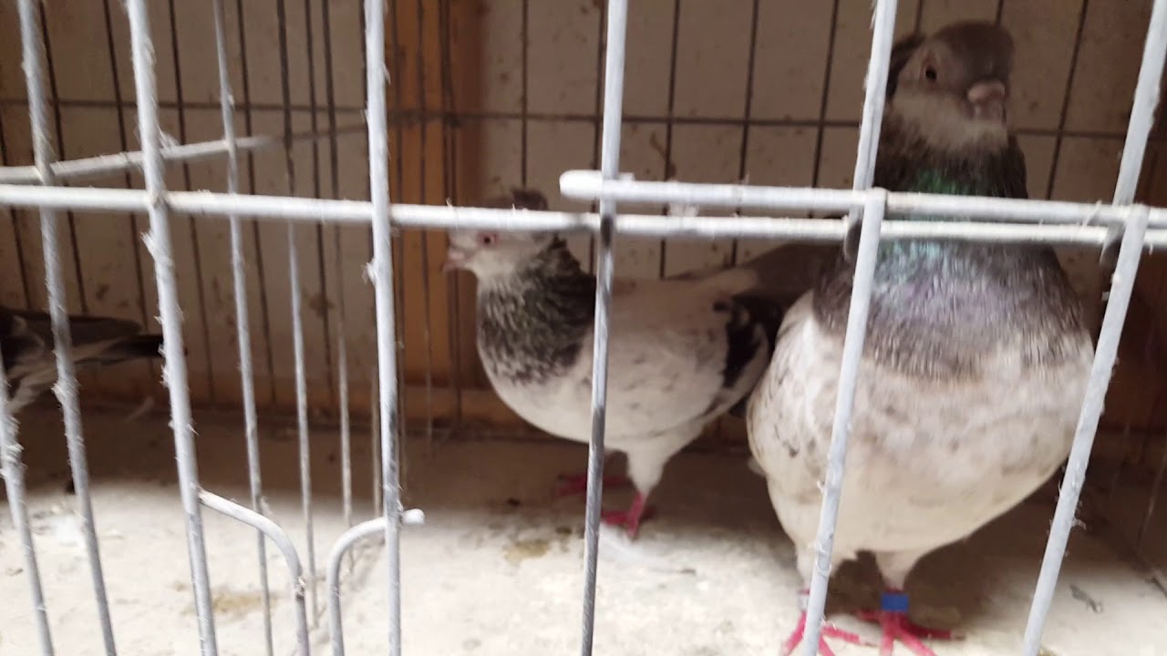 Tippler Caps 2017 Dunn prints and Grizzles 😎 - YouTube