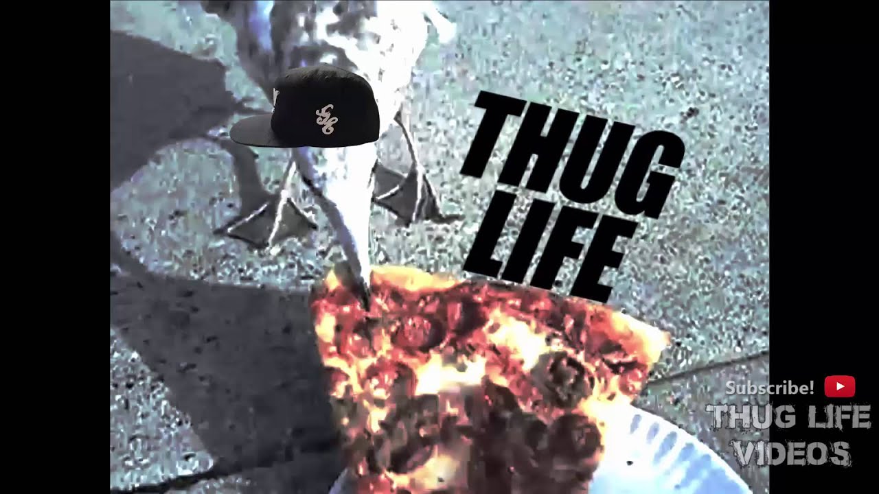 Ultimate Animal Thug Life Compilation #1 - YouTube