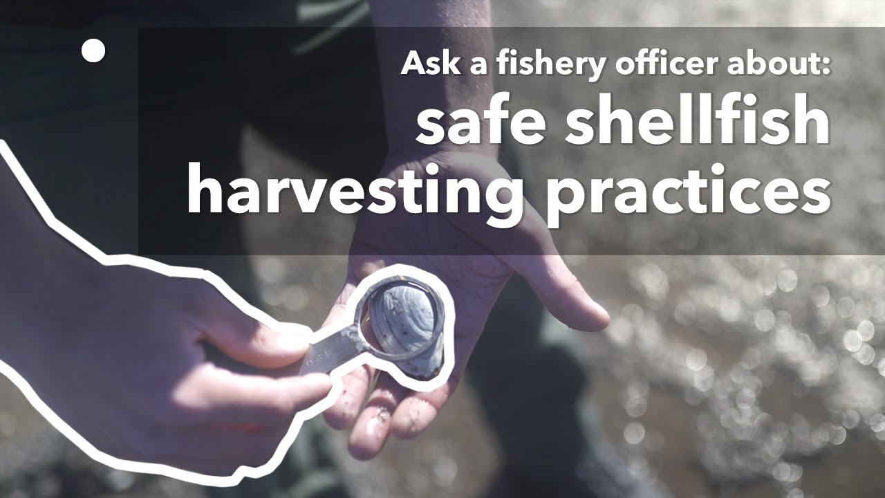 Ask a fishery officer about safe shellfish harvesting practices - YouTube
