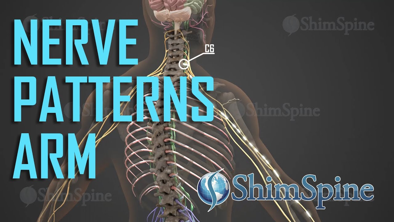 Nerve Patterns Arm - YouTube
