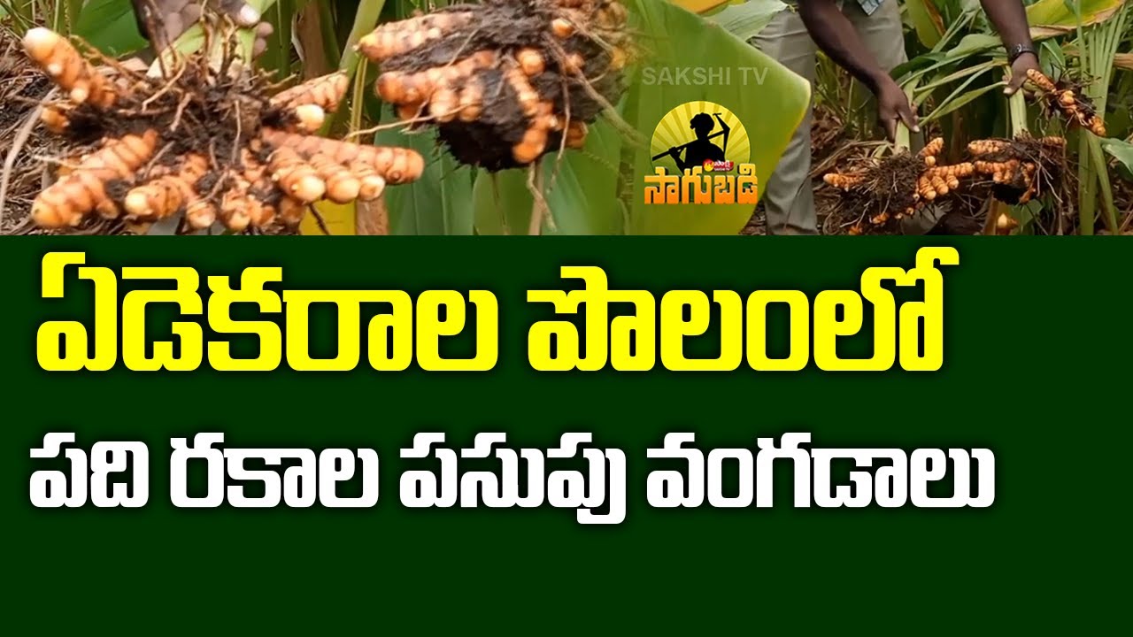 Turmeric Farming | Turmeric Crop Cultivation | Armur Farmer Success ...