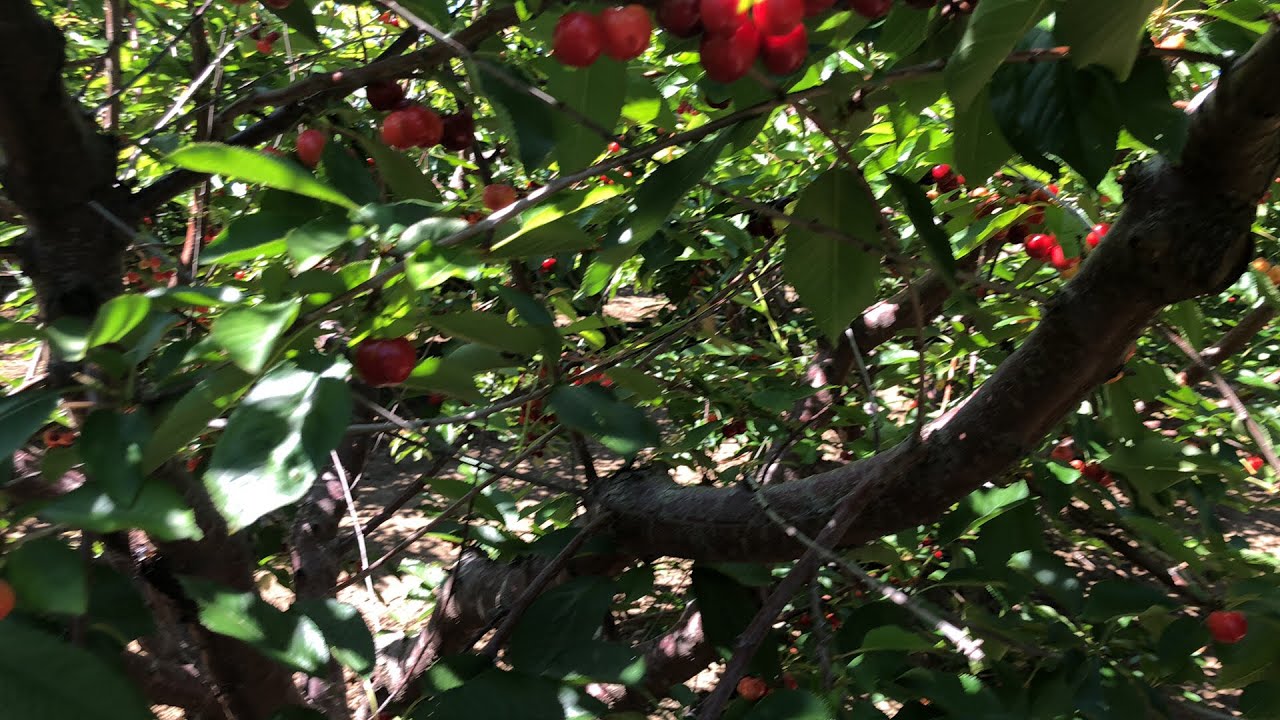 Cherry-picking - Live Stream 13 - YouTube