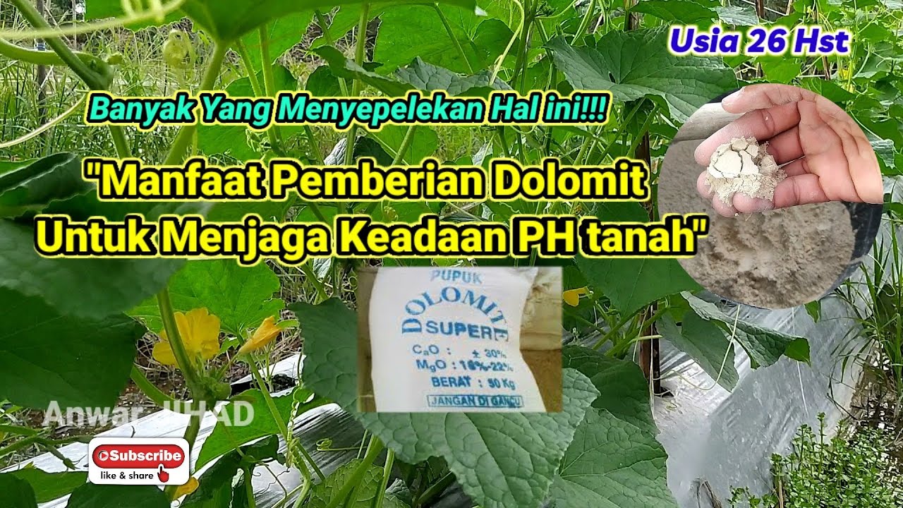 MANFAAT PEMBERIAN DOLOMIT PADA TANAMAN TIMUN || MASA GENERATIF || 26 ...