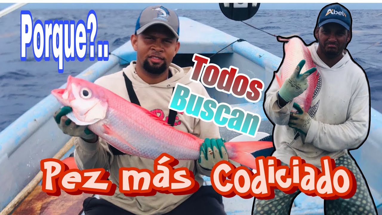 Cómo #pescar #pez chillo boral - YouTube