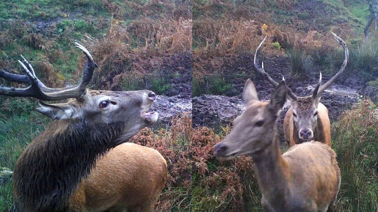 AMAZING STAG ROAR AND COURTSHIP SEQUENCE AT MUD WALLOW - YouTube