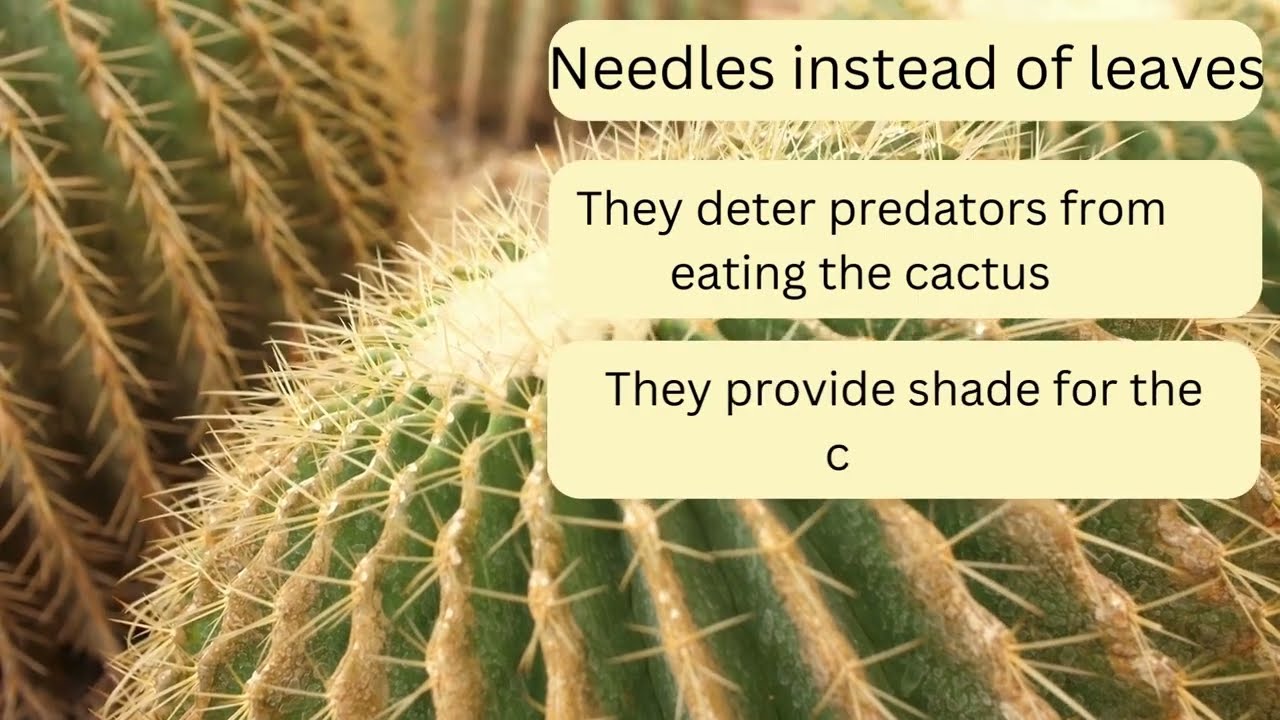 The Living World - Desert Adaptations - Cactus - YouTube