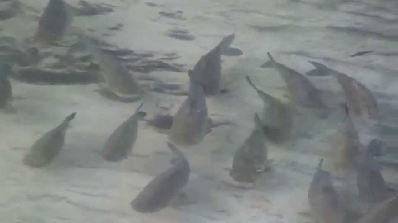 FISH shoal, STREAKED PROCHILOD, (PROCHILODUS LINEATUS), CURIMBATÁ ...