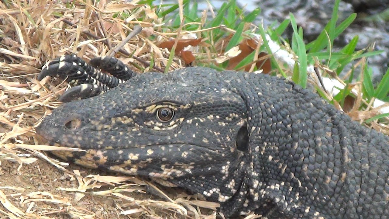 Compilation Reptiles of Sri Lanka (2014) - YouTube