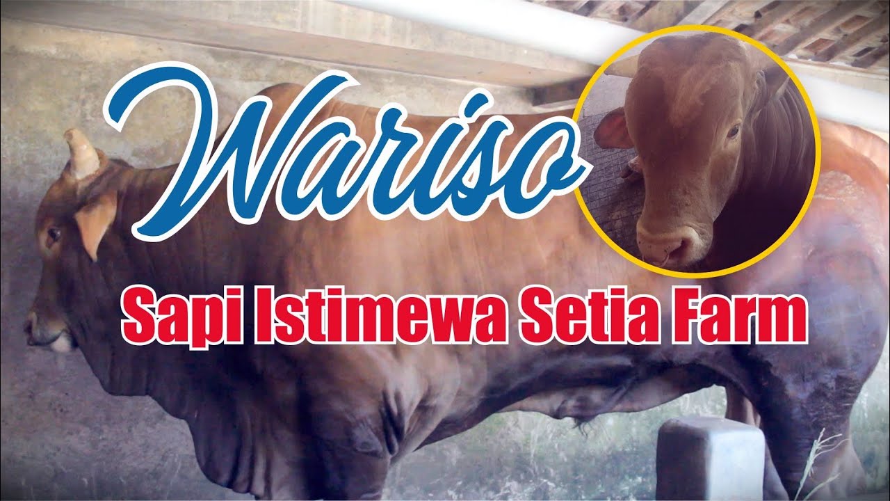Cerita Tentang Wariso, Sapi Istimewa SETIA FARM - YouTube