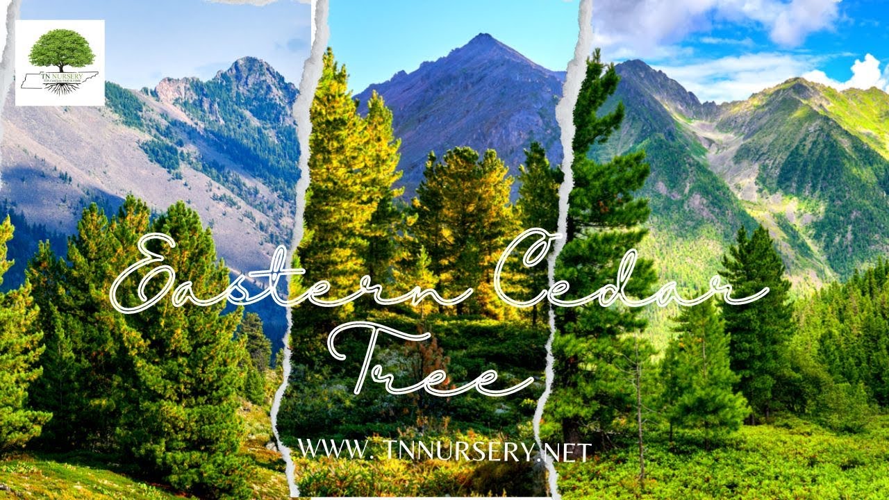 Exploring the Unique Benefits of Eastern Cedar Trees - TN NURSERY - YouTube