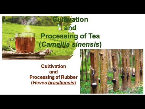 Cultivation and processing of tea and rubber - YouTube