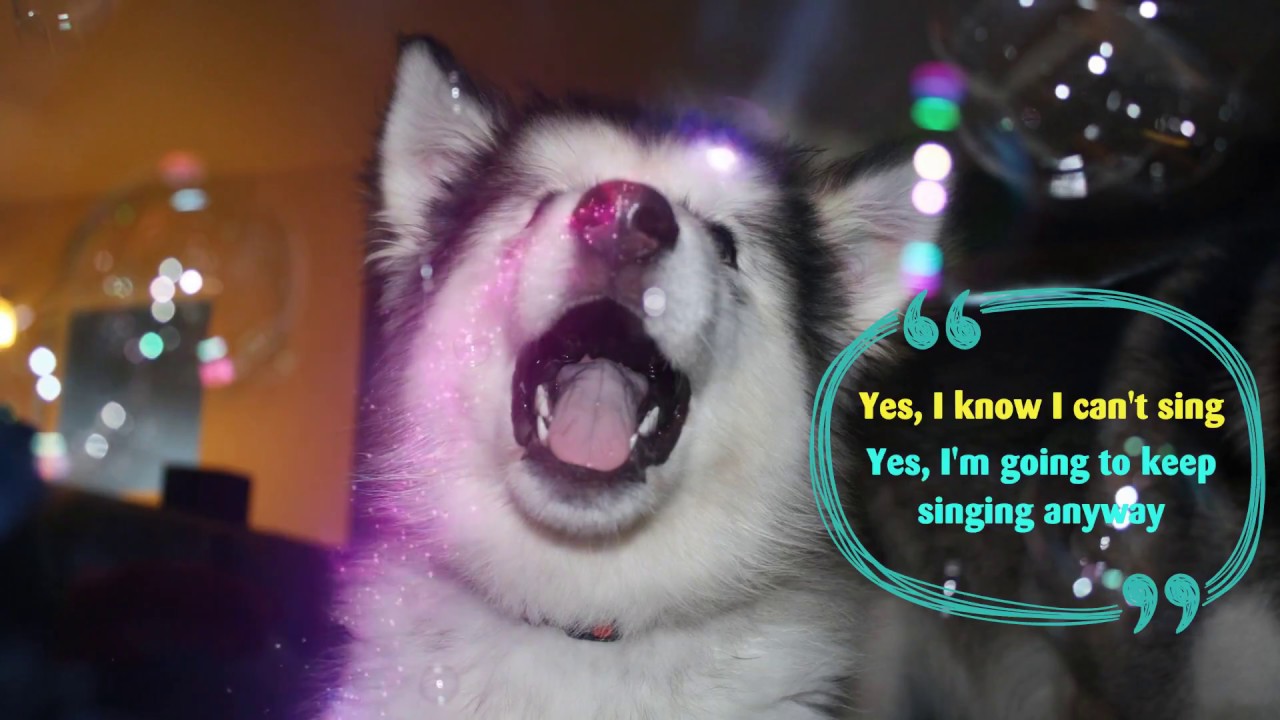 Funny and Cute Husky Moment You Must See Right Now - YouTube